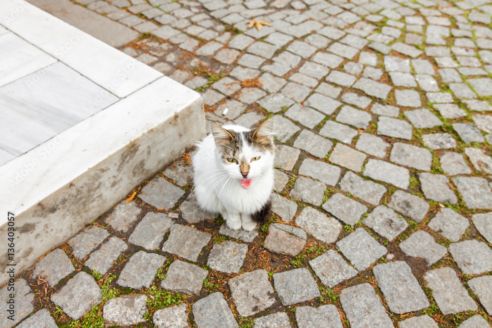 Cat at the courtyard of Istanbul Archaeological Museum in Istanbul ...