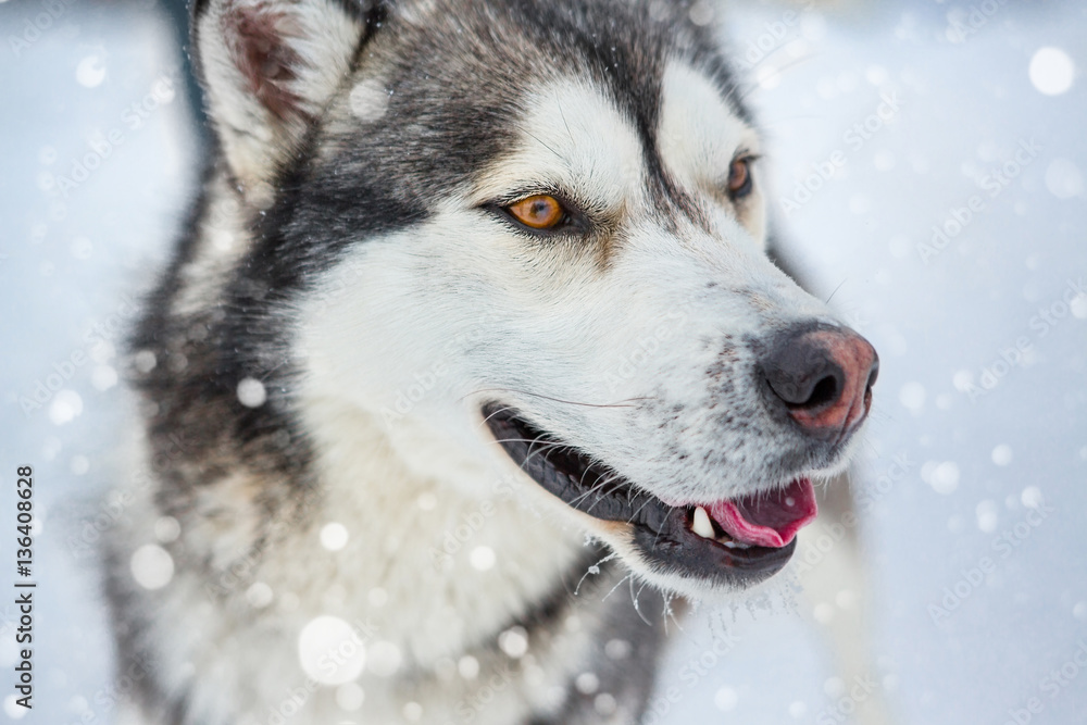 Husky And Wolf Side By Side