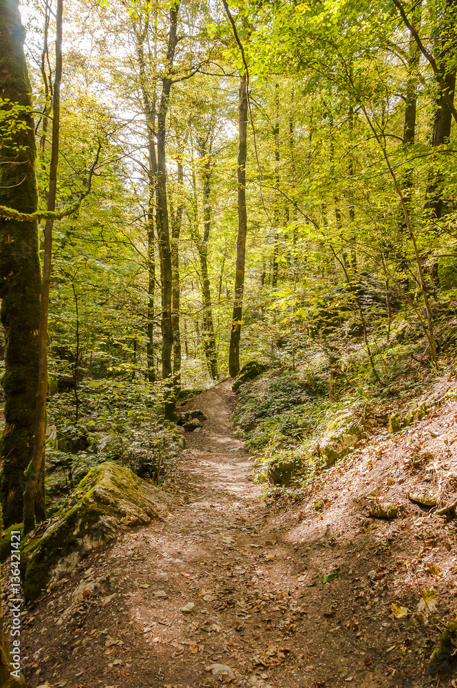 Twann, Twannbachschlucht, Schlucht, Wald, Wanderweg, Waldweg, Herbst ...