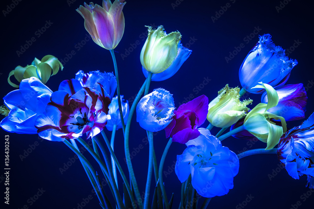 Tulips on March 8. Tulips neon lighting in the dark. The color o Stock ...
