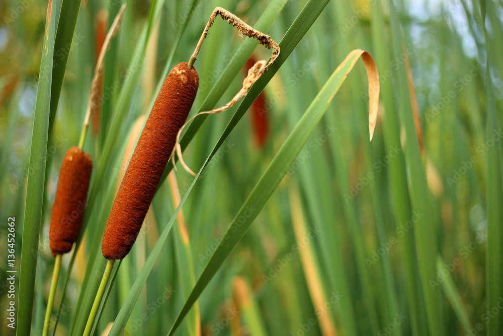 Swamp Cattails
