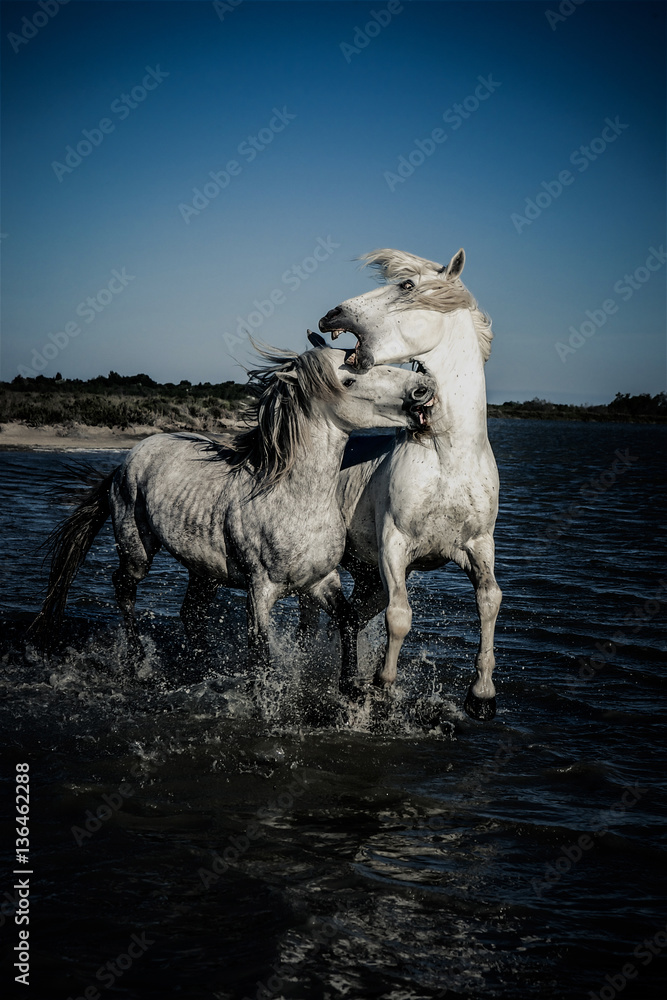 Angry white Horses Biting each other Stock Photo | Adobe Stock