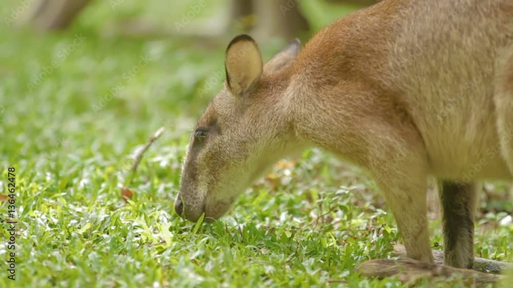 Male kangaroo eats grass, Singapore Stock Video | Adobe Stock