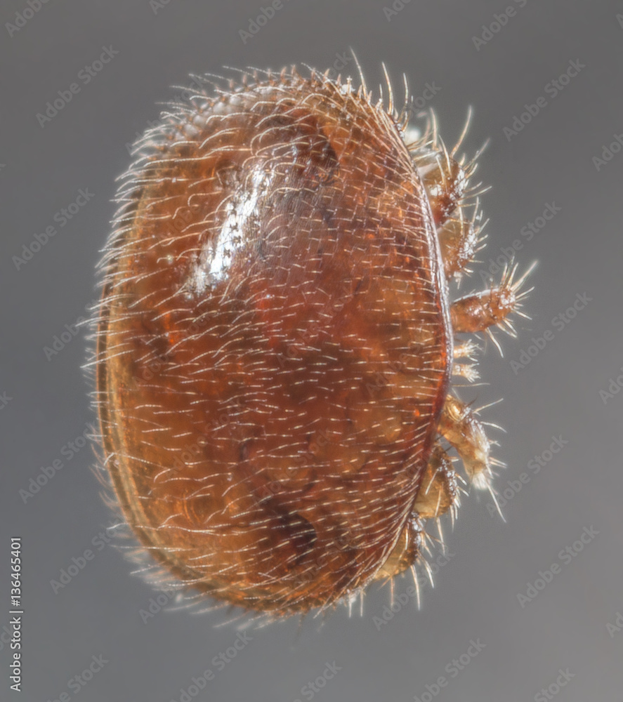 Varroa destructor bee parasite - microscope photo Stock Photo | Adobe Stock