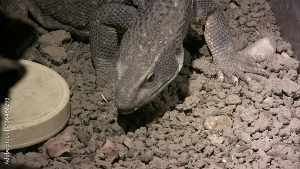 A Savannah monitor lizard looks for food with it's forked tongue Stock ...