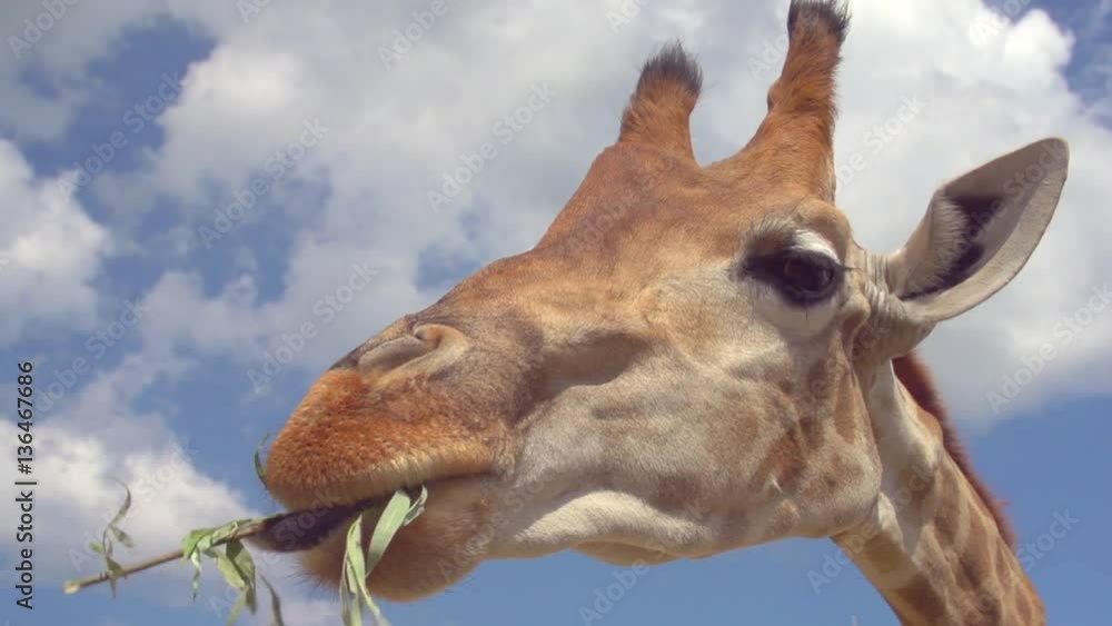 Giraffe eating. Closeup shot of giraffe head on the blue sky background ...