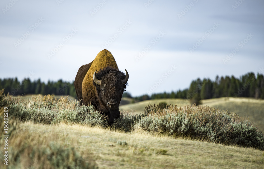 The Golden Bison Stock Photo | Adobe Stock
