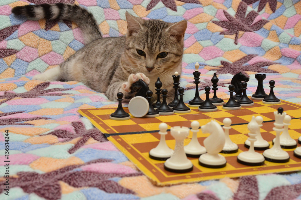Cat and chess Stock Photo | Adobe Stock
