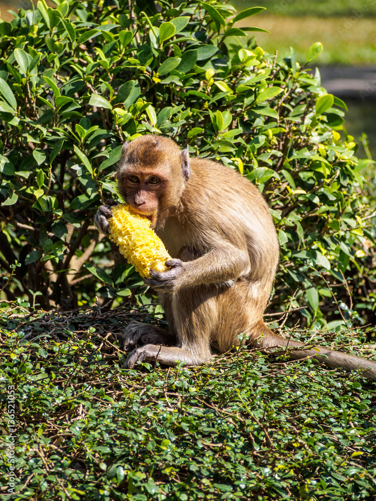 monkey eating a corn on the grass floor in front of the tree Stock ...