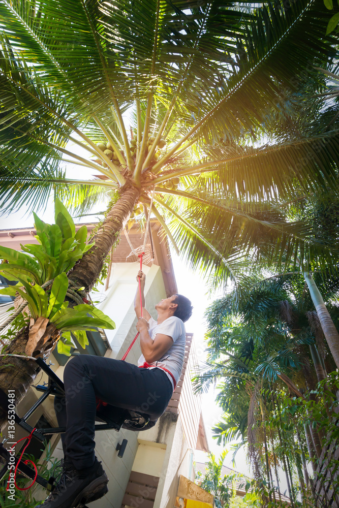 Man climbing coconut palm tree. Male farmer hands holding safety rope ...