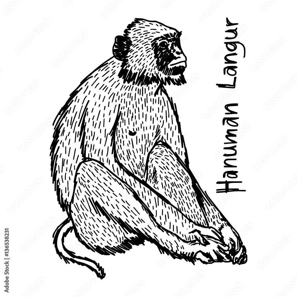 vector illustration sketch hand drawn with black lines of hanuman ...