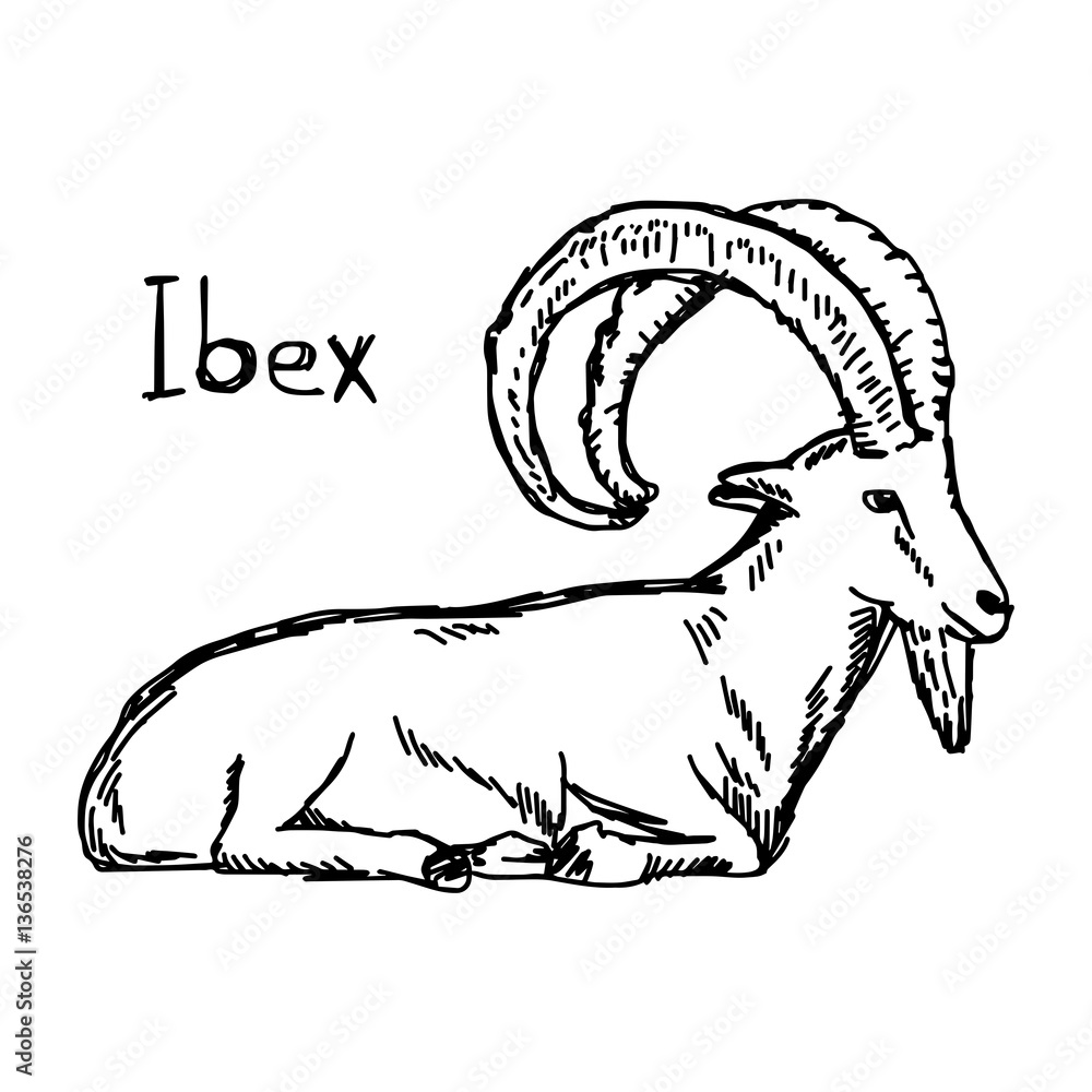 vector illustration sketch hand drawn with black lines of ibex with ...