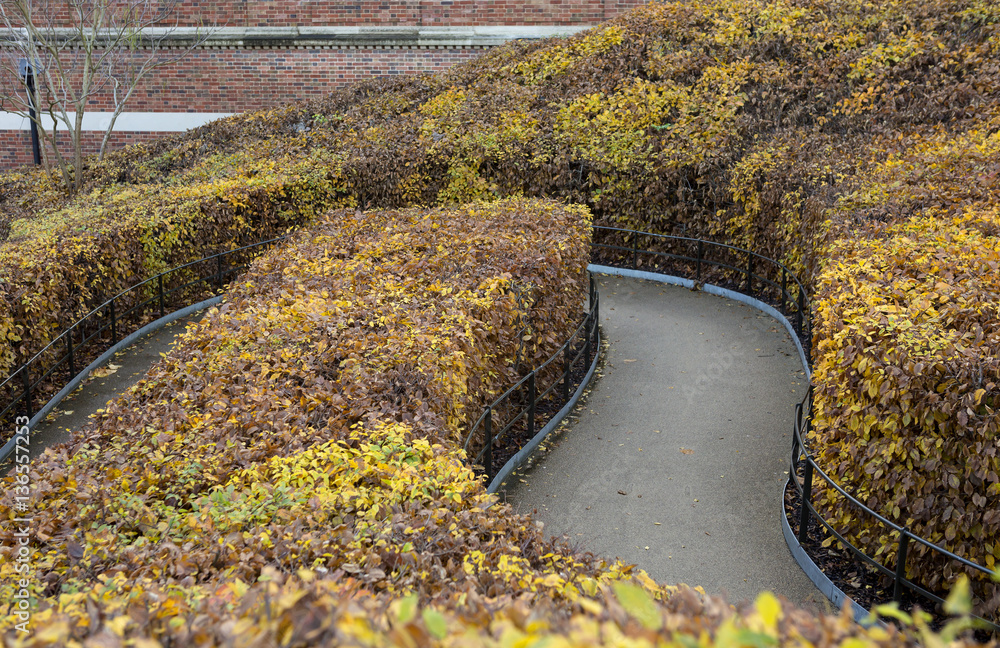 Autumn in London. A topiary hedge forms a unique design in a garden in ...