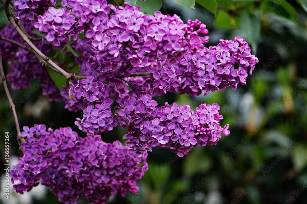 Fliederfarben Stock Photo | Adobe Stock