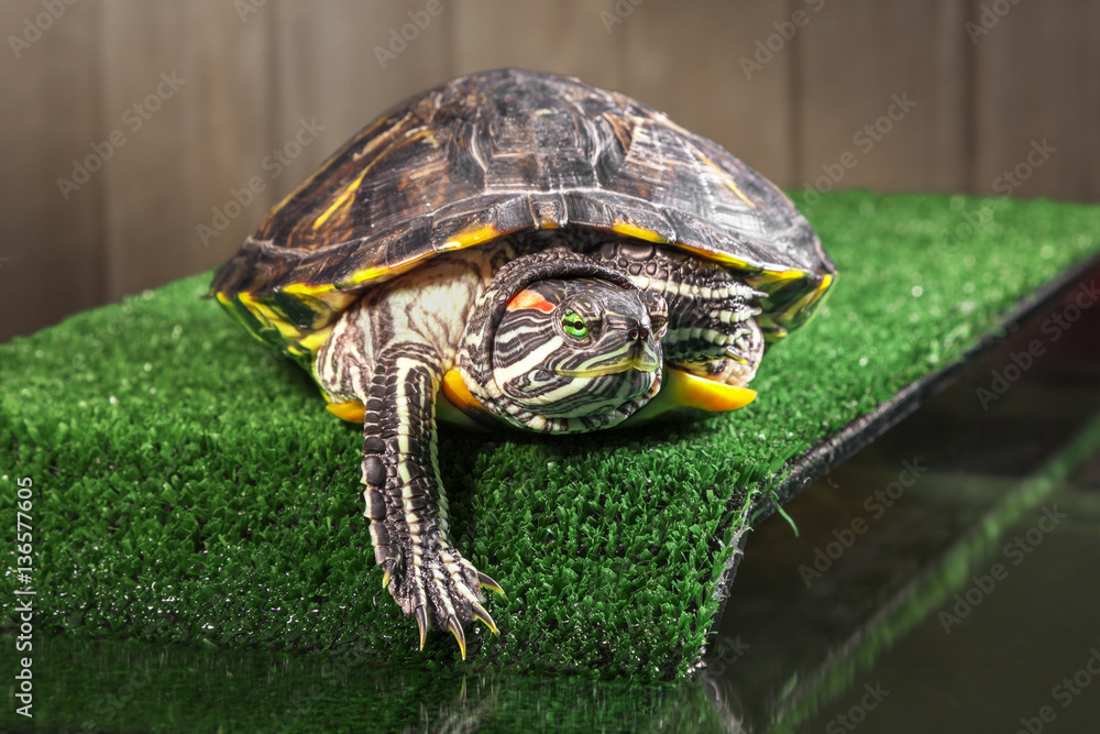 Red-eared slider turtle. Stock Photo | Adobe Stock
