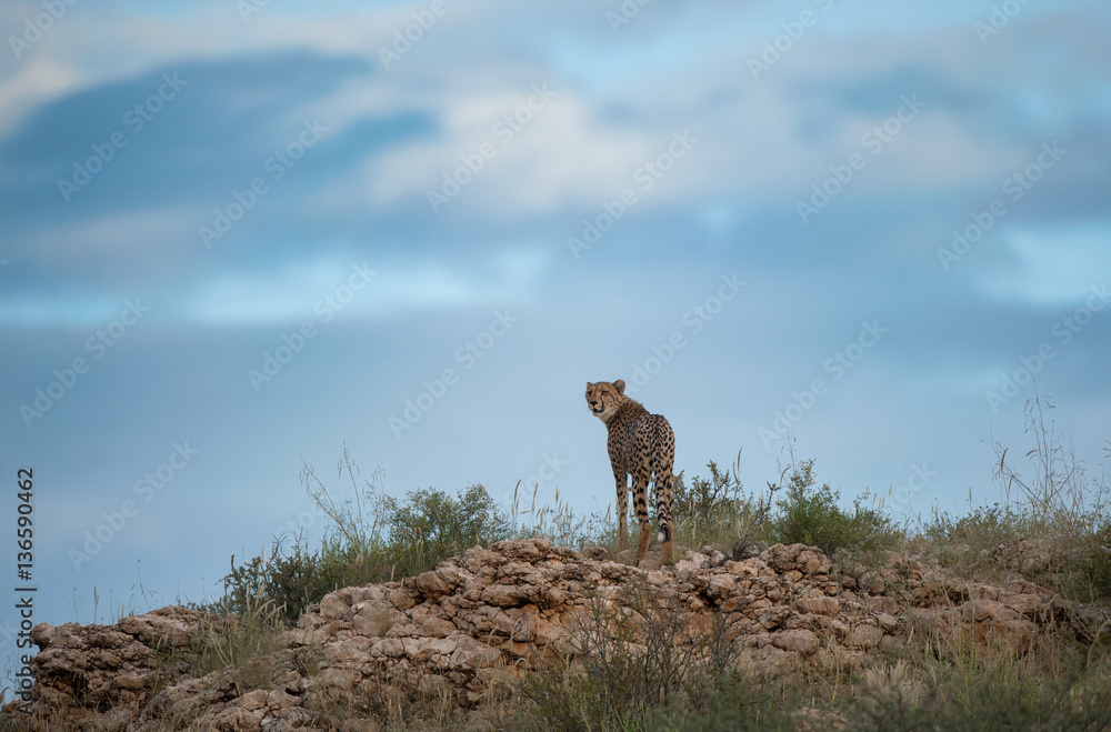 Cheetah standing on rock Stock Photo | Adobe Stock