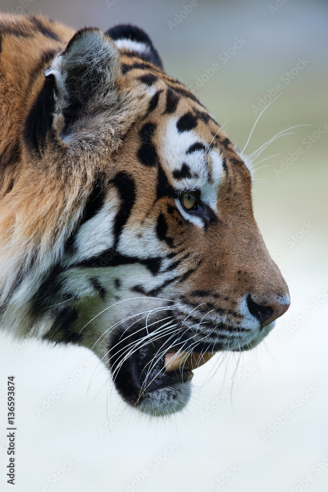 Siberian Tiger Face Profile