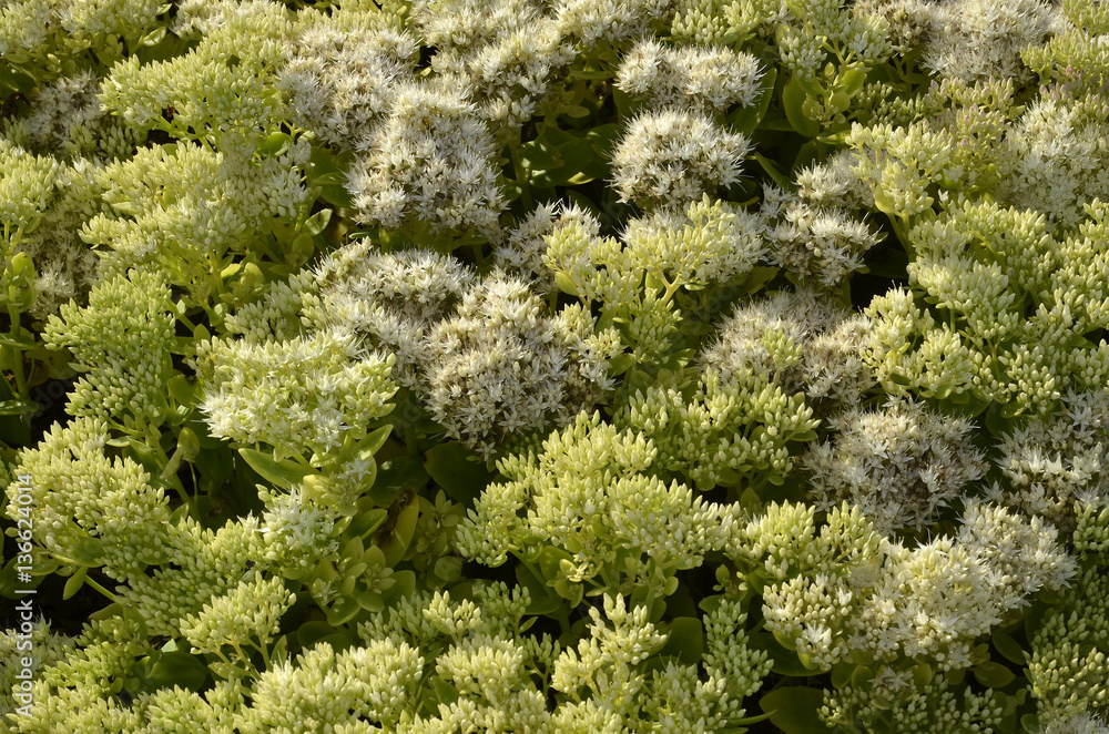 Sedum spectabile / Sédum 'Iceberg' Stock Photo | Adobe Stock