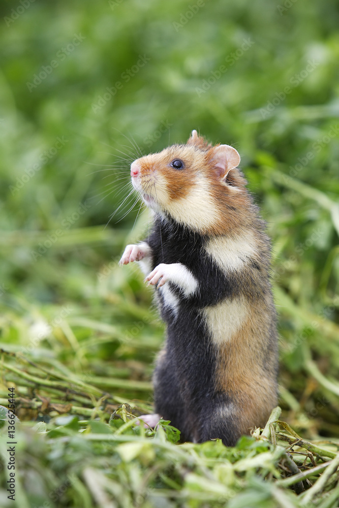 Cricetus cricetus / Hamster commun / Grand hamster d'Alsace Stock Photo ...