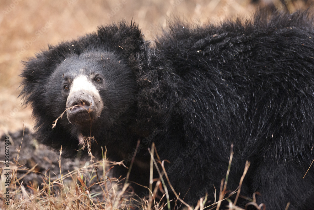 Ursus ursus / Melursus ursinus / Ours lippu Stock Photo | Adobe Stock