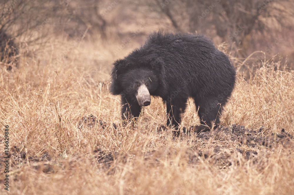 Ursus ursus / Melursus ursinus / Ours lippu Stock Photo | Adobe Stock