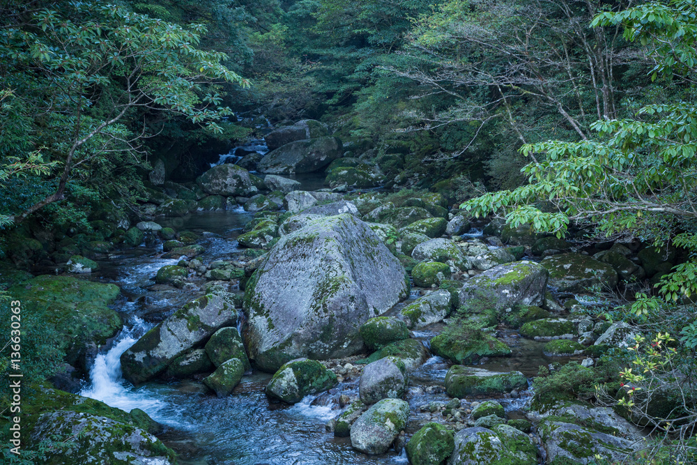 Mountain stream in Moss forest, Shiratani Unsuikyo, Yakushima Island ...