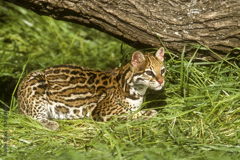 Ocelot Eating