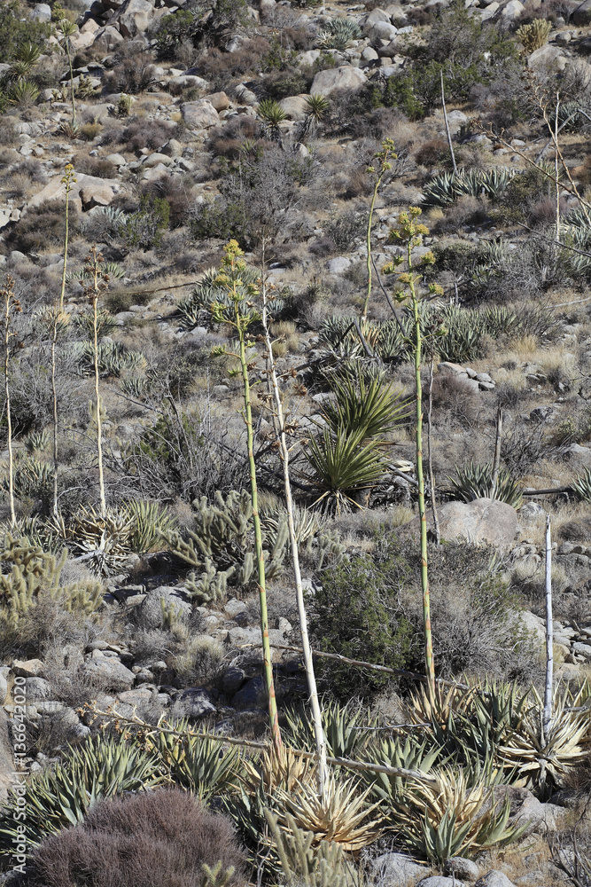Agave deserti / Agave parryi / Desert Agave / Mescal / Anza-Borrego ...