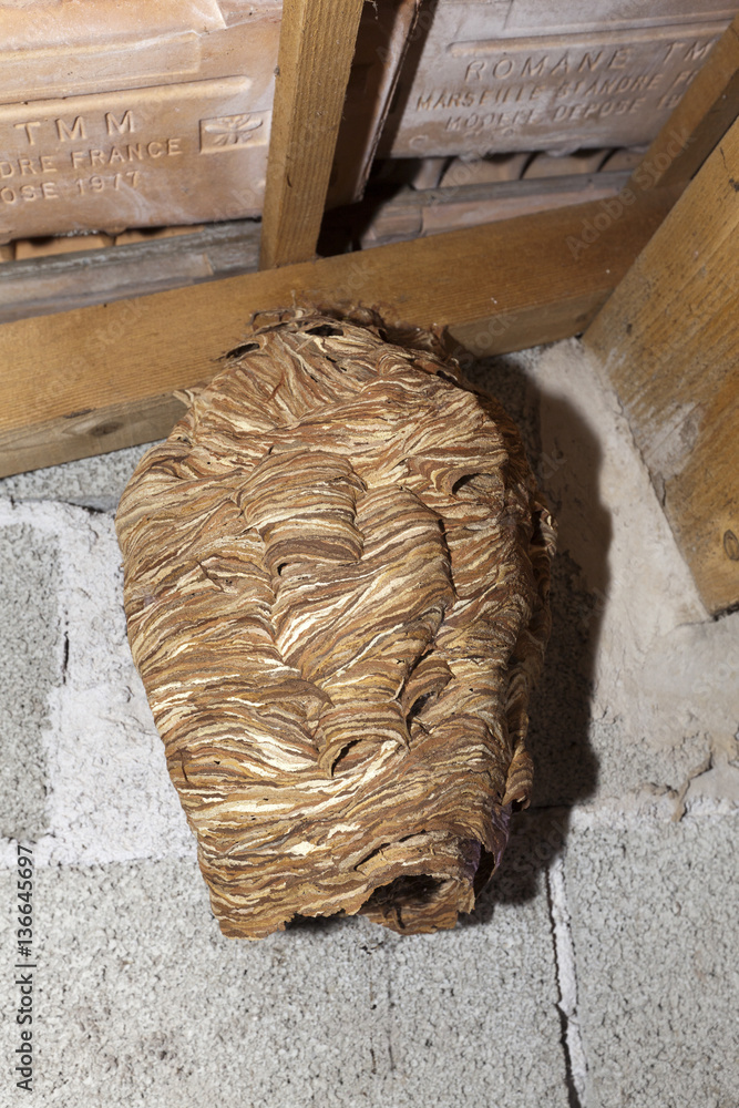 Foto de Vespa crabro / Nid de frelon européen do Stock | Adobe Stock