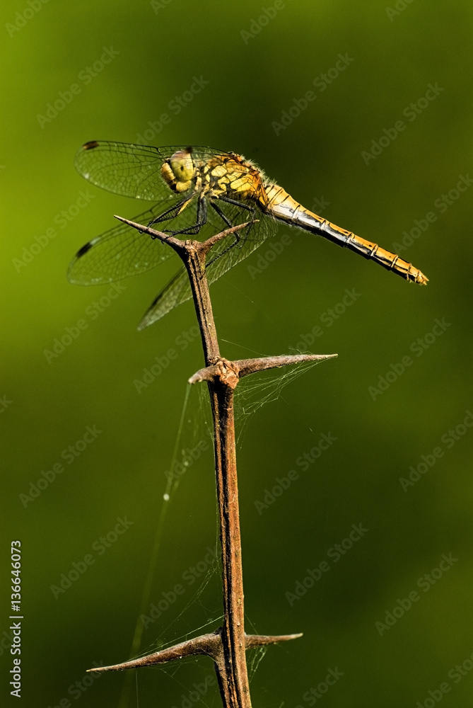 Sympetrum sanguineum / Sympétrum rouge sang Stock Photo | Adobe Stock