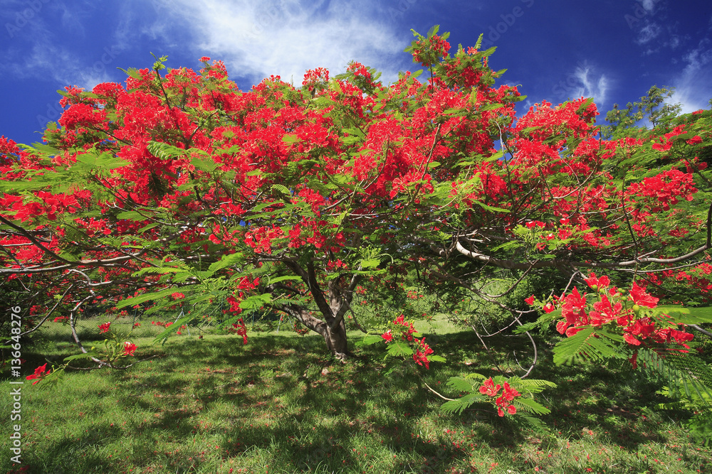 Delonix regia / Flamboyant Stock Photo | Adobe Stock