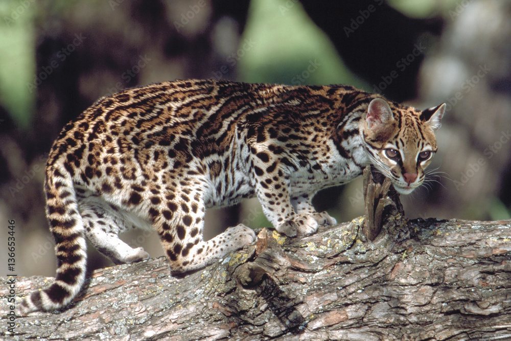 Leopardus pardalis / Ocelot Stock Photo | Adobe Stock