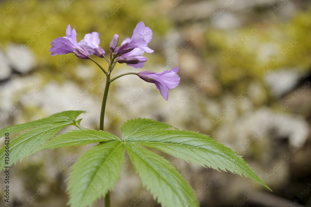Cardamine pentaphyllos / Dentaire à cinq folioles / Dentaire digitée ...