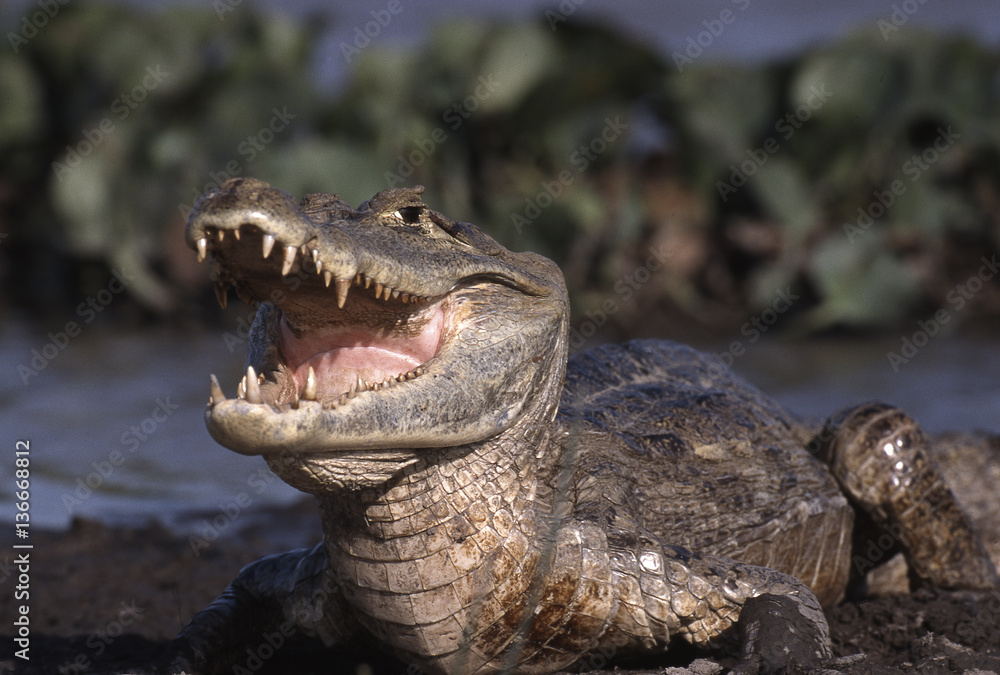 Caiman crocodylus / Caïman à lunettes Stock Photo | Adobe Stock