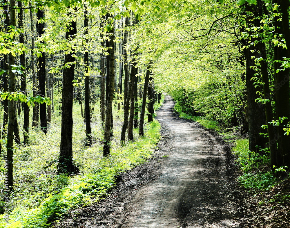 Waldweg,Frühling,Bäume Stock-Foto | Adobe Stock
