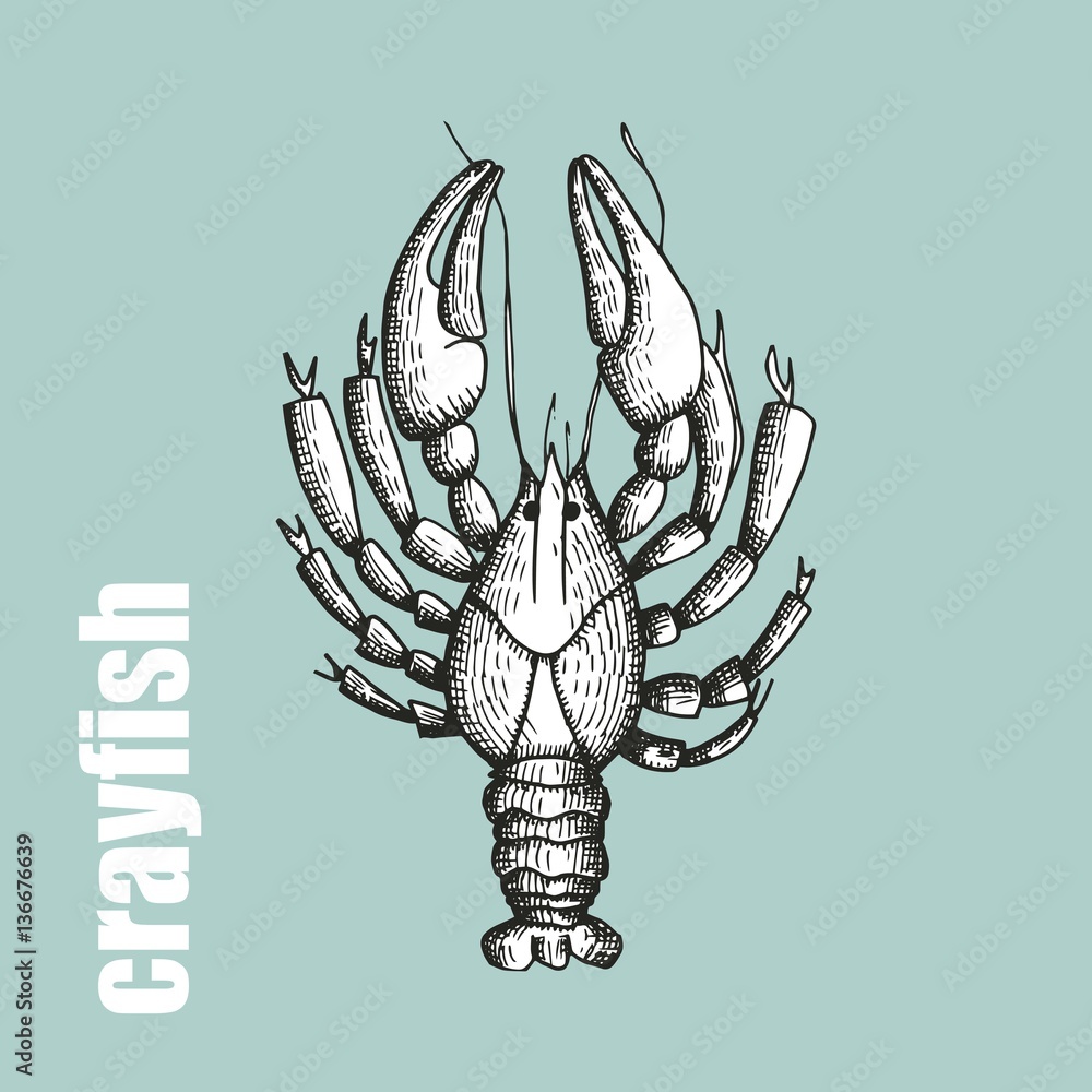 crayfish vector illustration Stock Vector | Adobe Stock