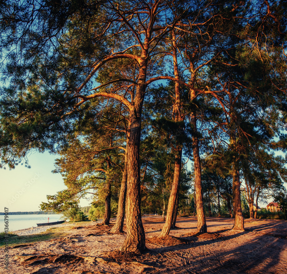 Stockfoto pine tree in the sand on the beach | Adobe Stock