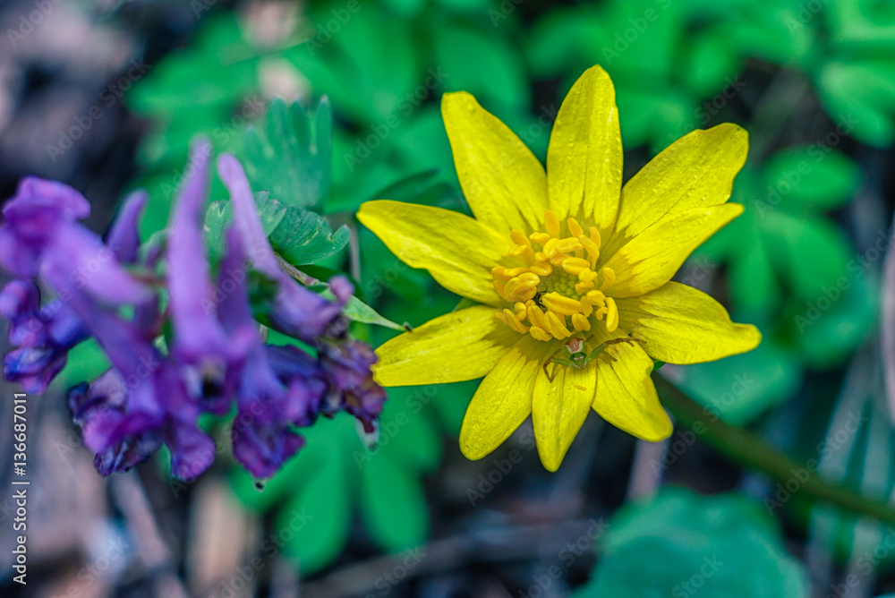 Flowers and plants - nature of Ukraine. Ukraine was blessed with many ...