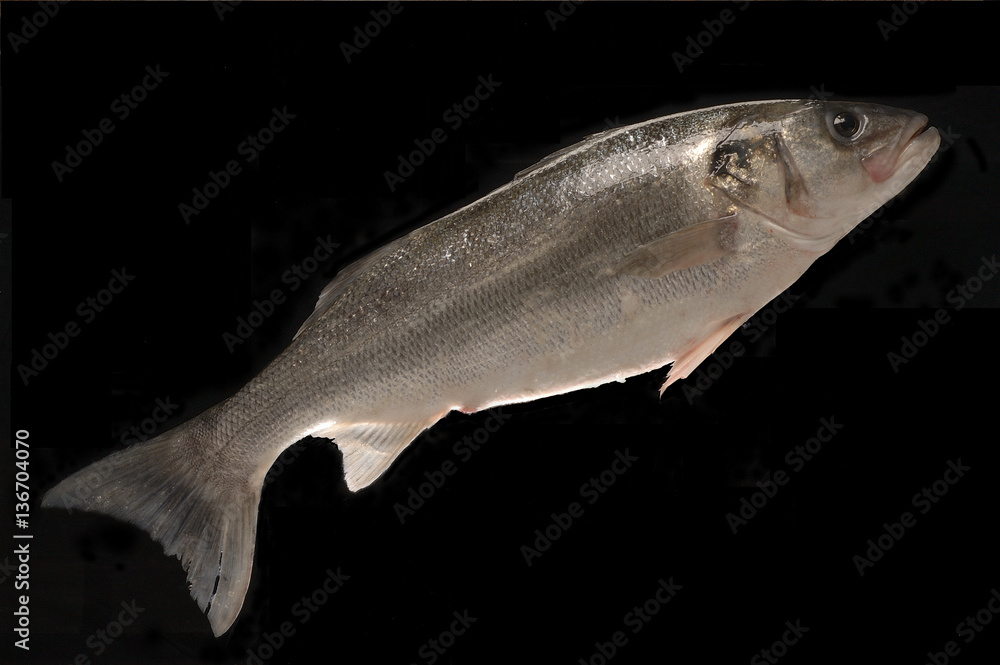 Foto de Dicentrarchus labrax / Labrax lupus / Bar de ligne / Loup de ...