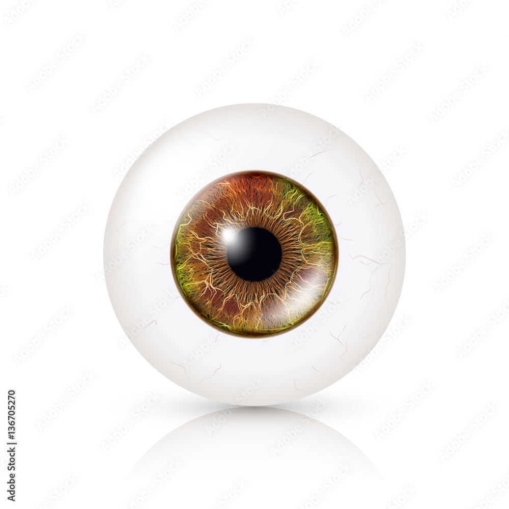 Realistic Detailed Human Eyeball. Vector Illustration Stock Vector ...