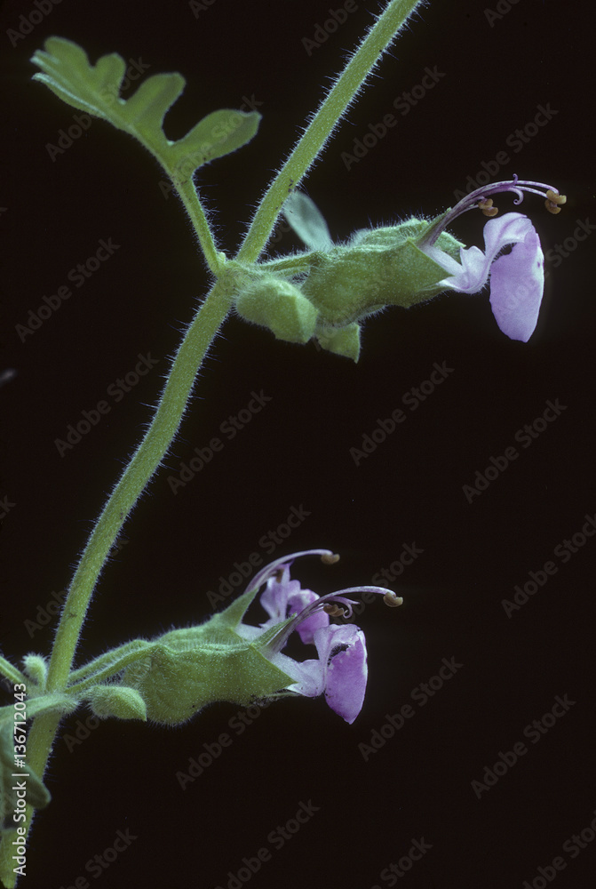 Teucrium botrys / Germandrée botryde / Germandrée en grappe Stock Photo ...