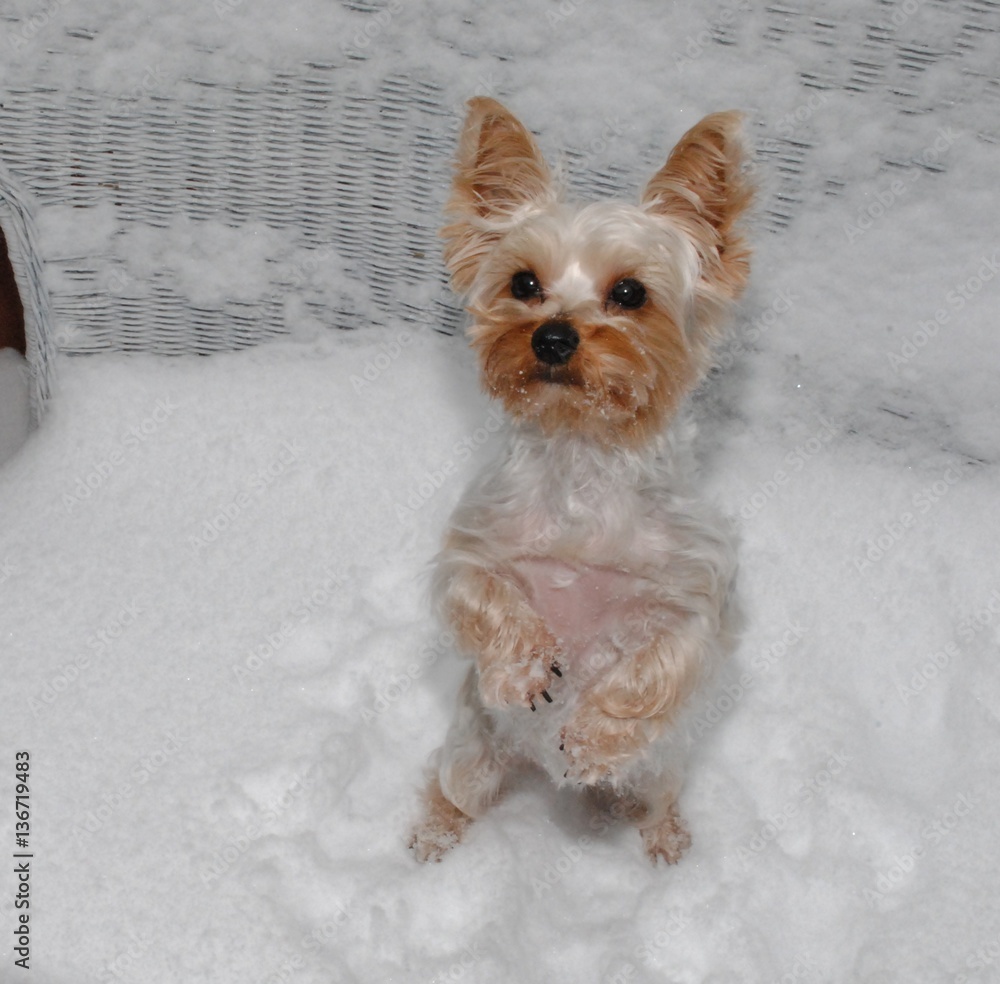 Yorkie In Snow