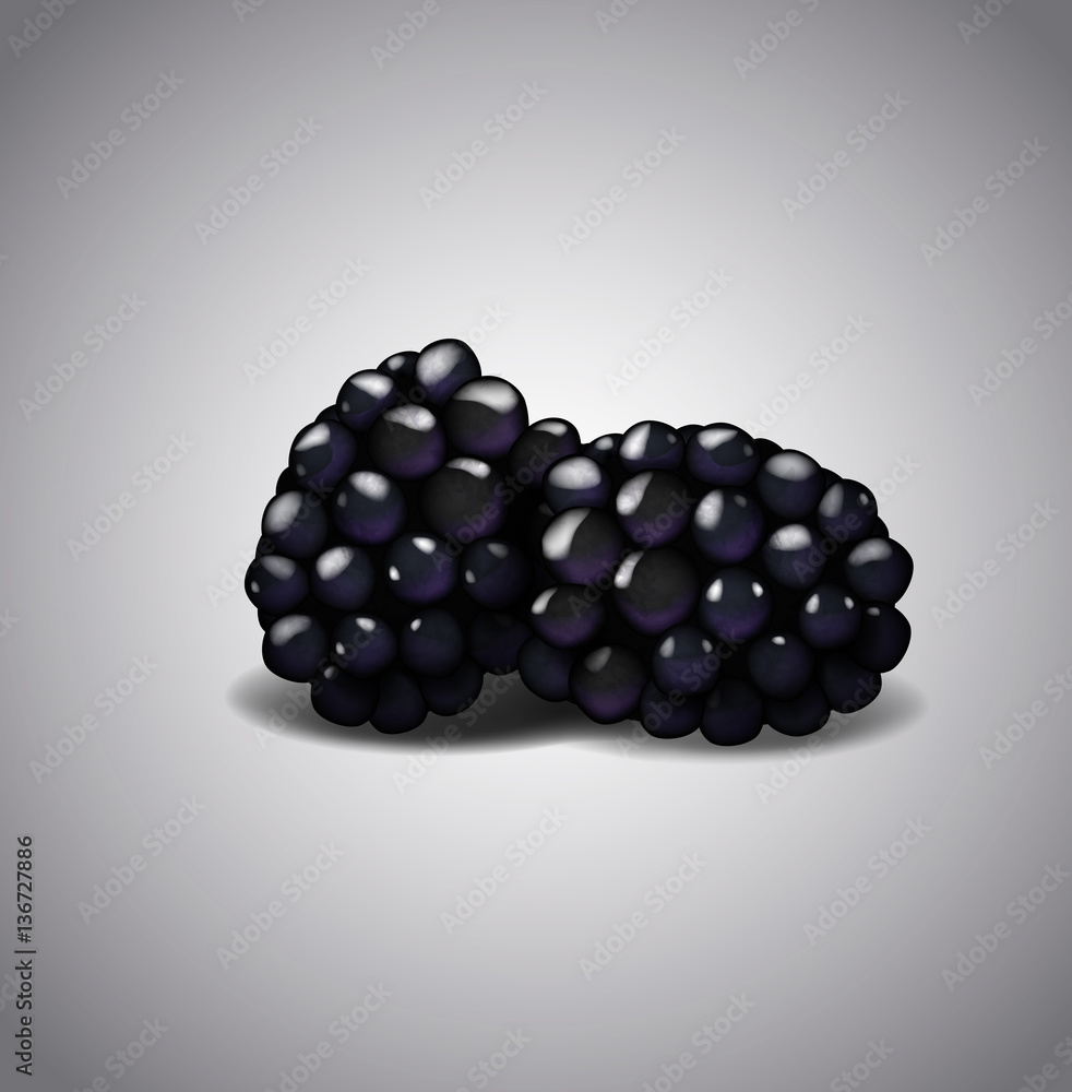 Ripe Blackberry fruits isolated on white background. Vector gree Stock ...