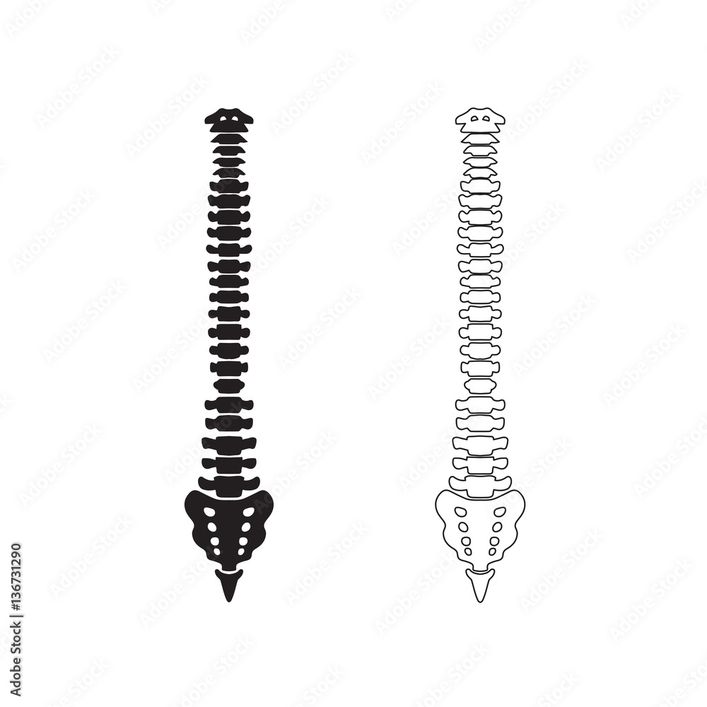 Hand drawn vector spine isolated on white. Front view. Stock Vector ...