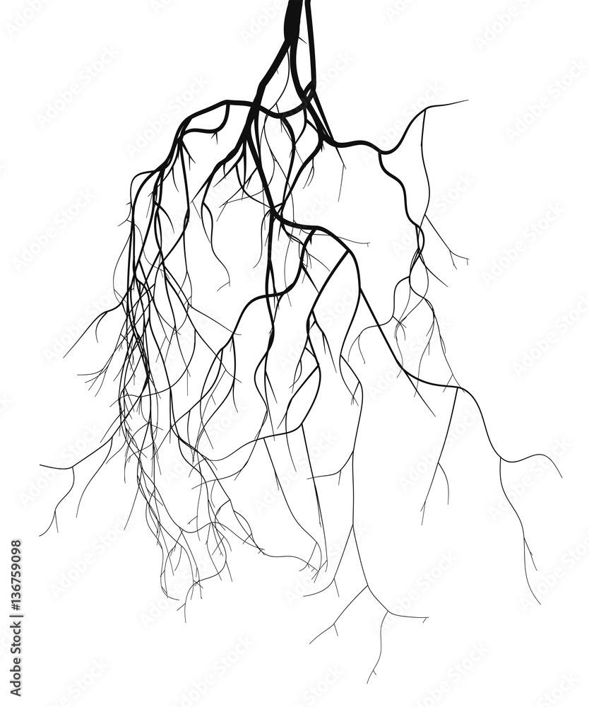 Black root system - vector set Stock Vector | Adobe Stock
