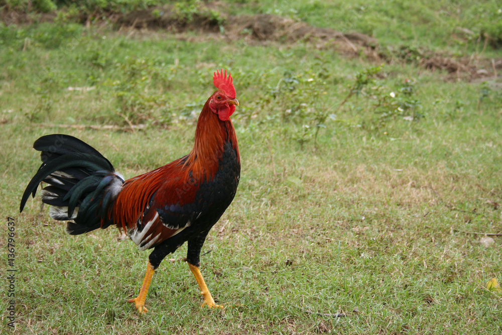 Gallo fino en un campo cubano Stock Photo | Adobe Stock