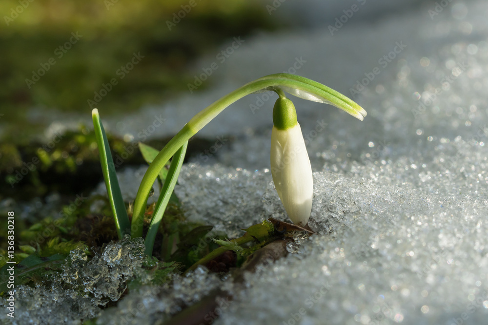 Single snowdrop flower with a ray of sun light and some melting snow ...