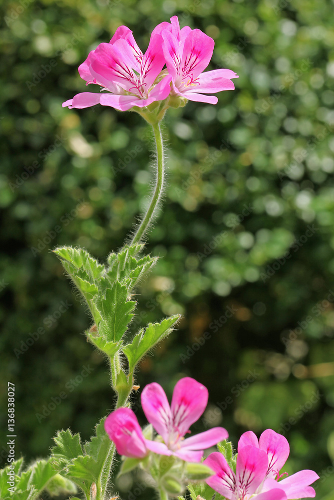 Géranium odorant Photos | Adobe Stock
