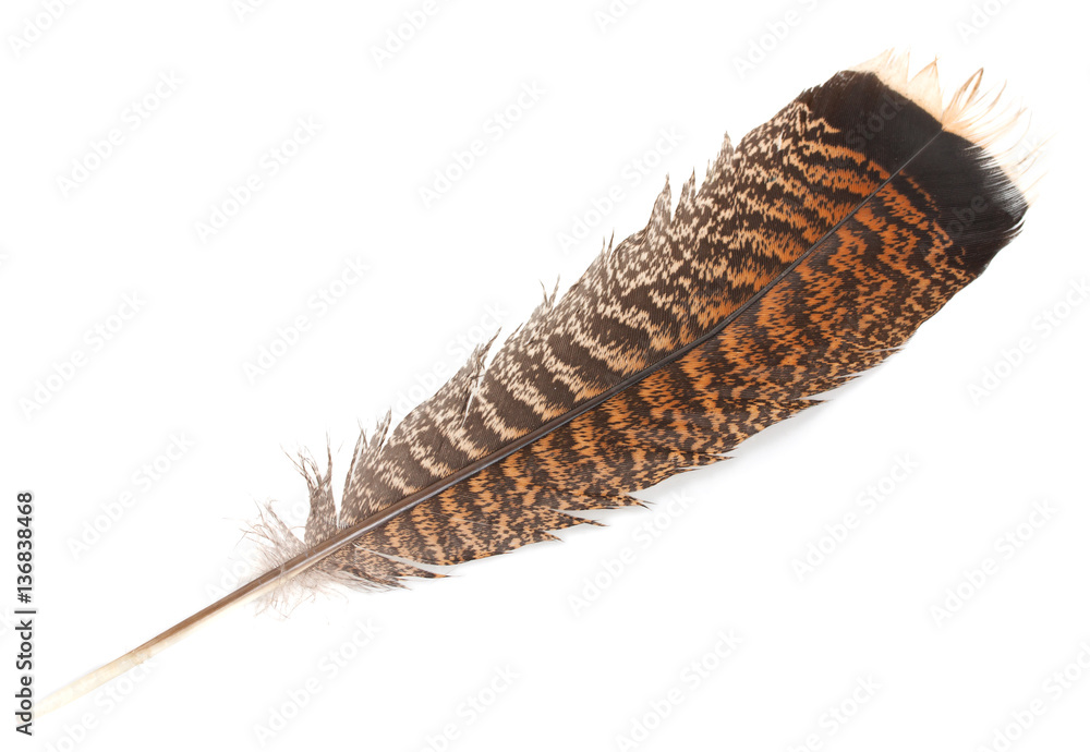 Feather of turkey isolated on a white background Stock Photo | Adobe Stock