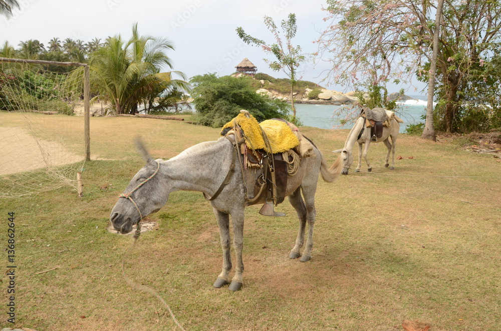 Burro blanco con montura en Cabo San Juan del Guía, en el parque ...